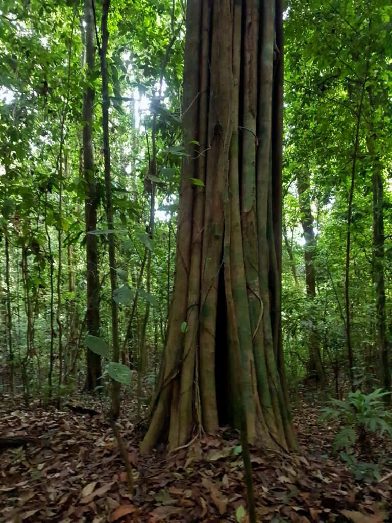 Lecointea amazonica - Arboretum