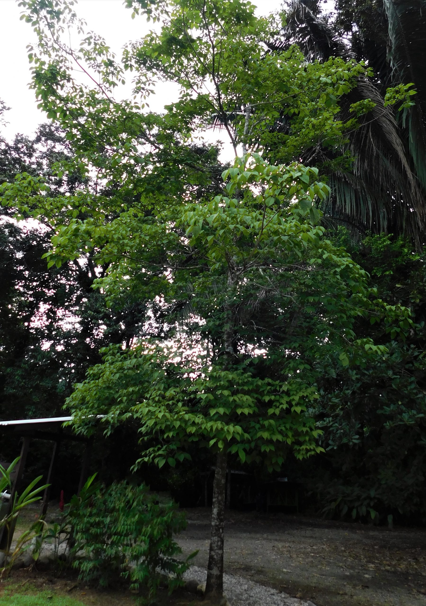 Handroanthus chrysanthus - Arboretum