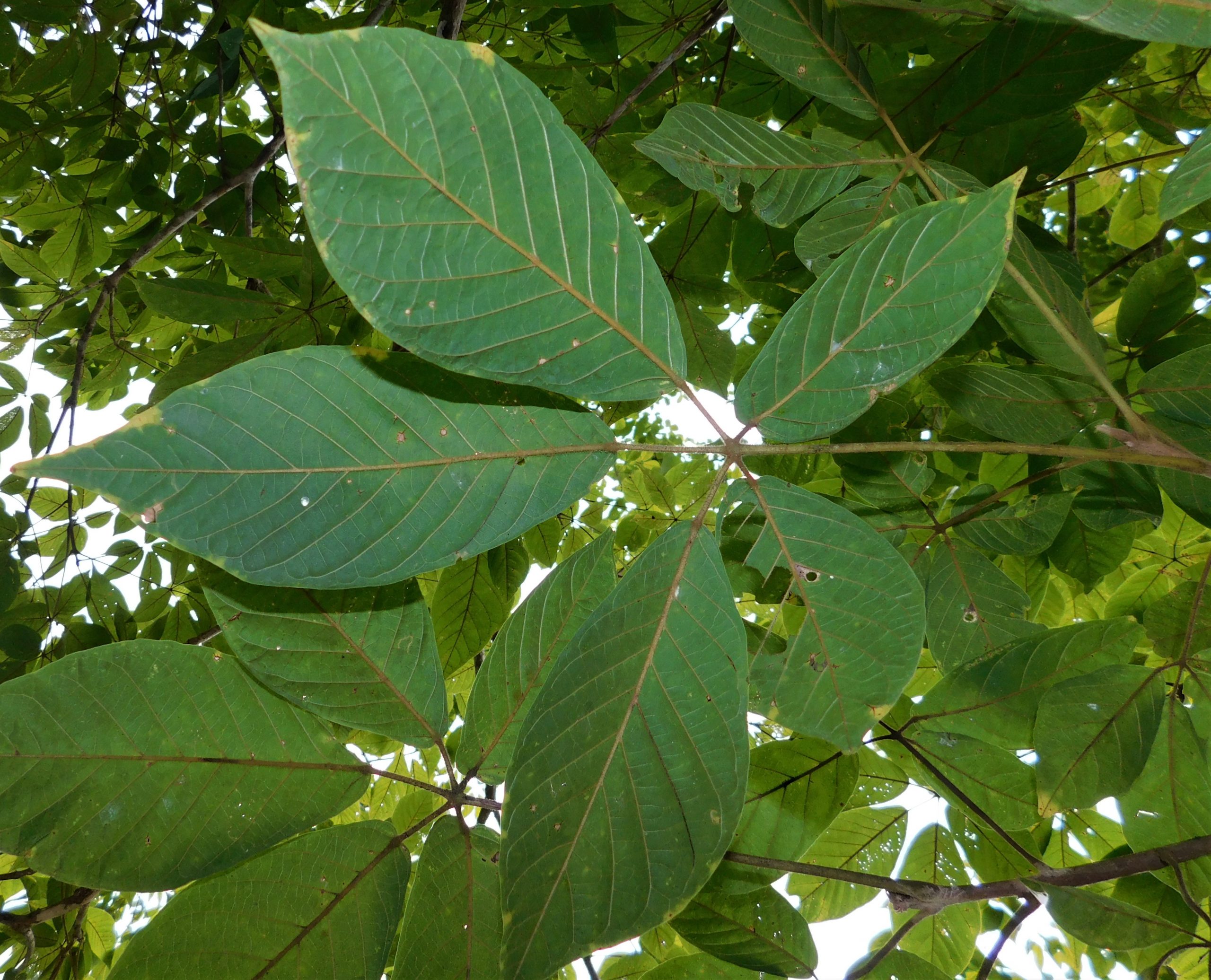 Handroanthus chrysanthus - Arboretum