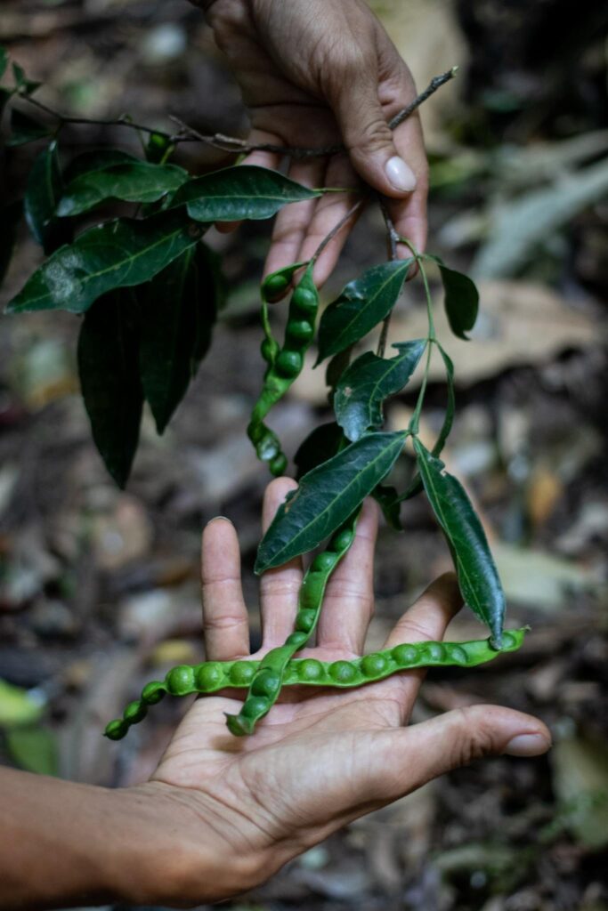 Inga marginata - Arboretum