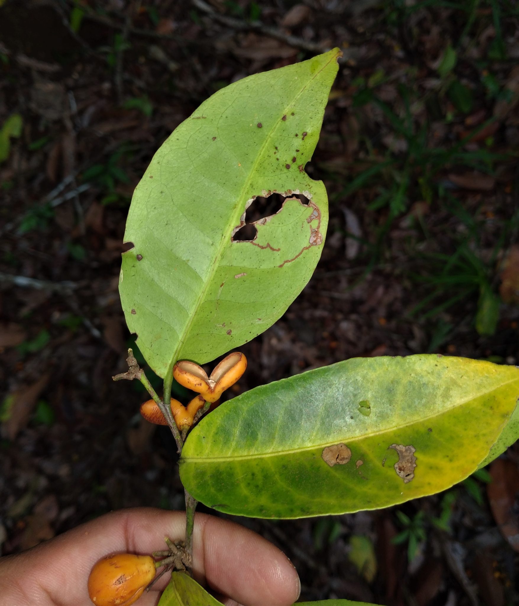 Maytenus guyanensis - Arboretum