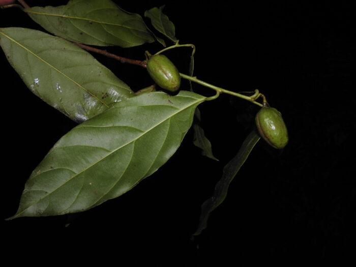 Plants Archive - Page 3 of 3 - Arboretum