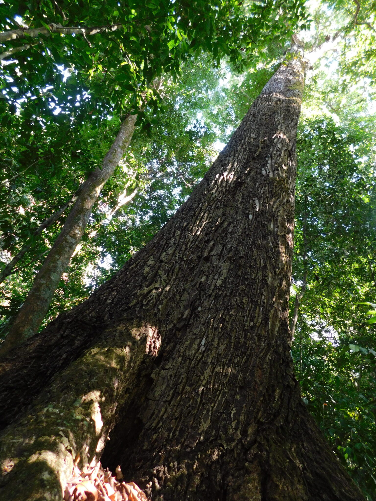 Manilkara staminodella - Arboretum