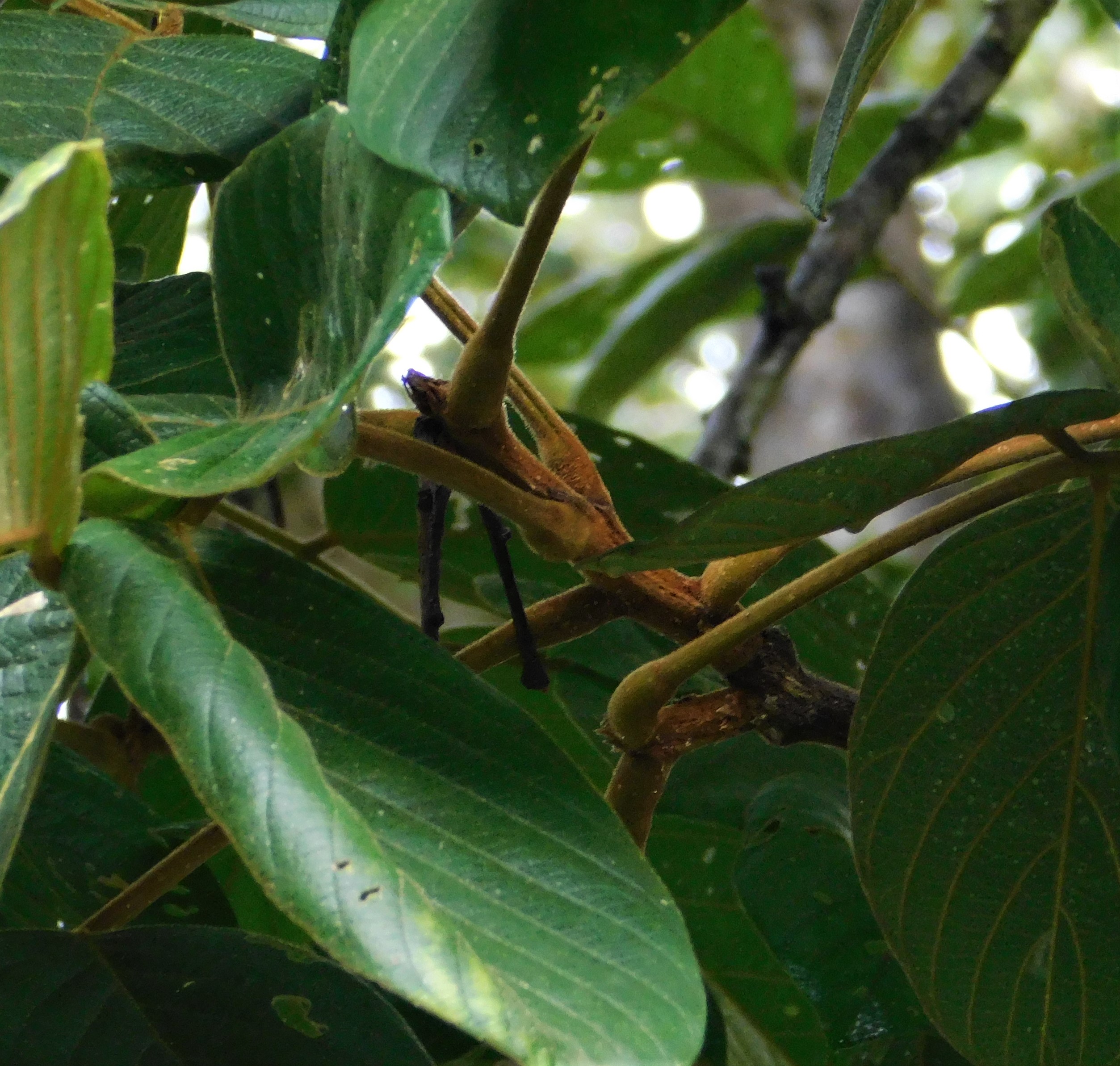 Lonchocarpus ferrugineus - Arboretum