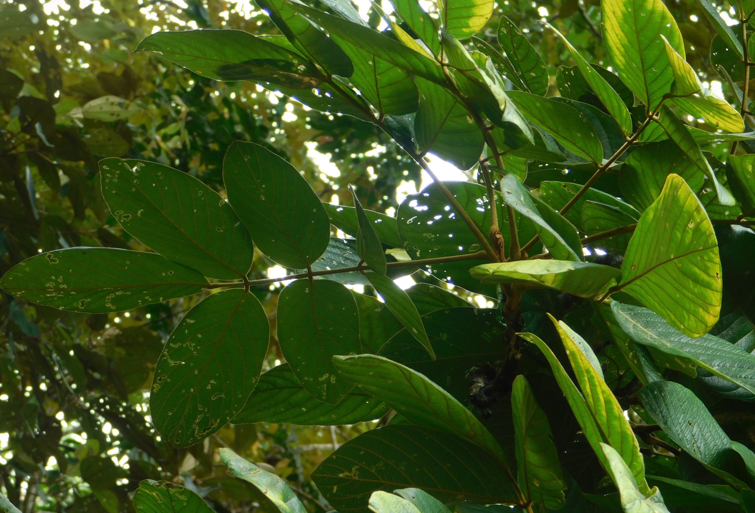 Lonchocarpus ferrugineus - Arboretum