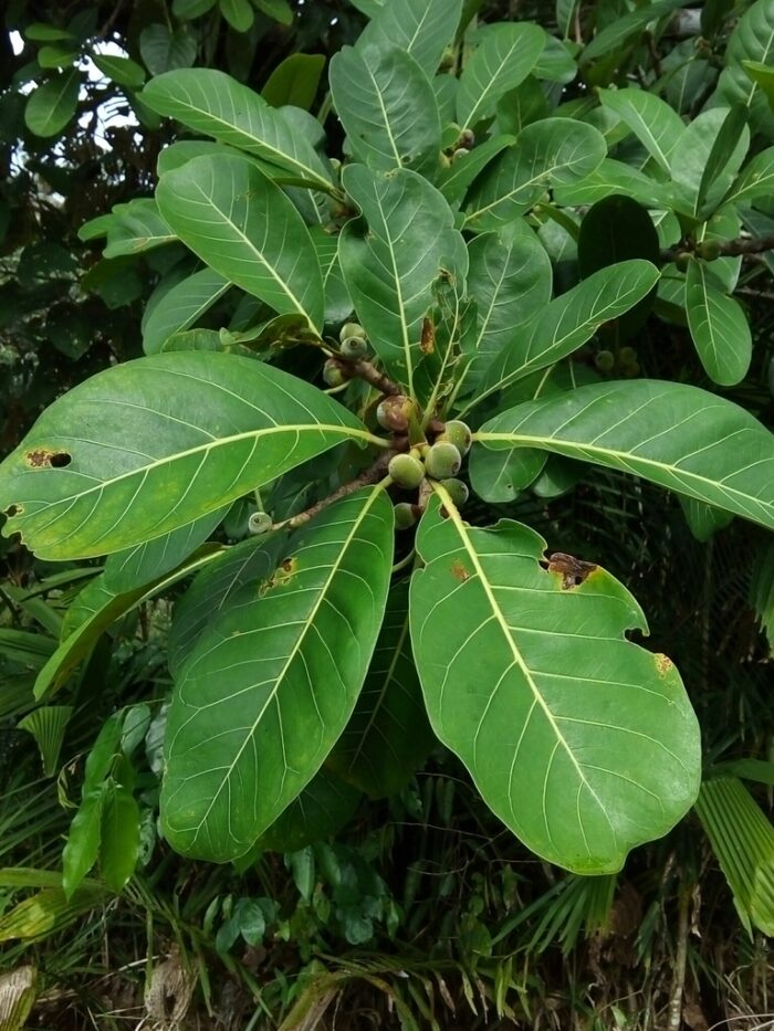 Ficus obtusifolia - Arboretum