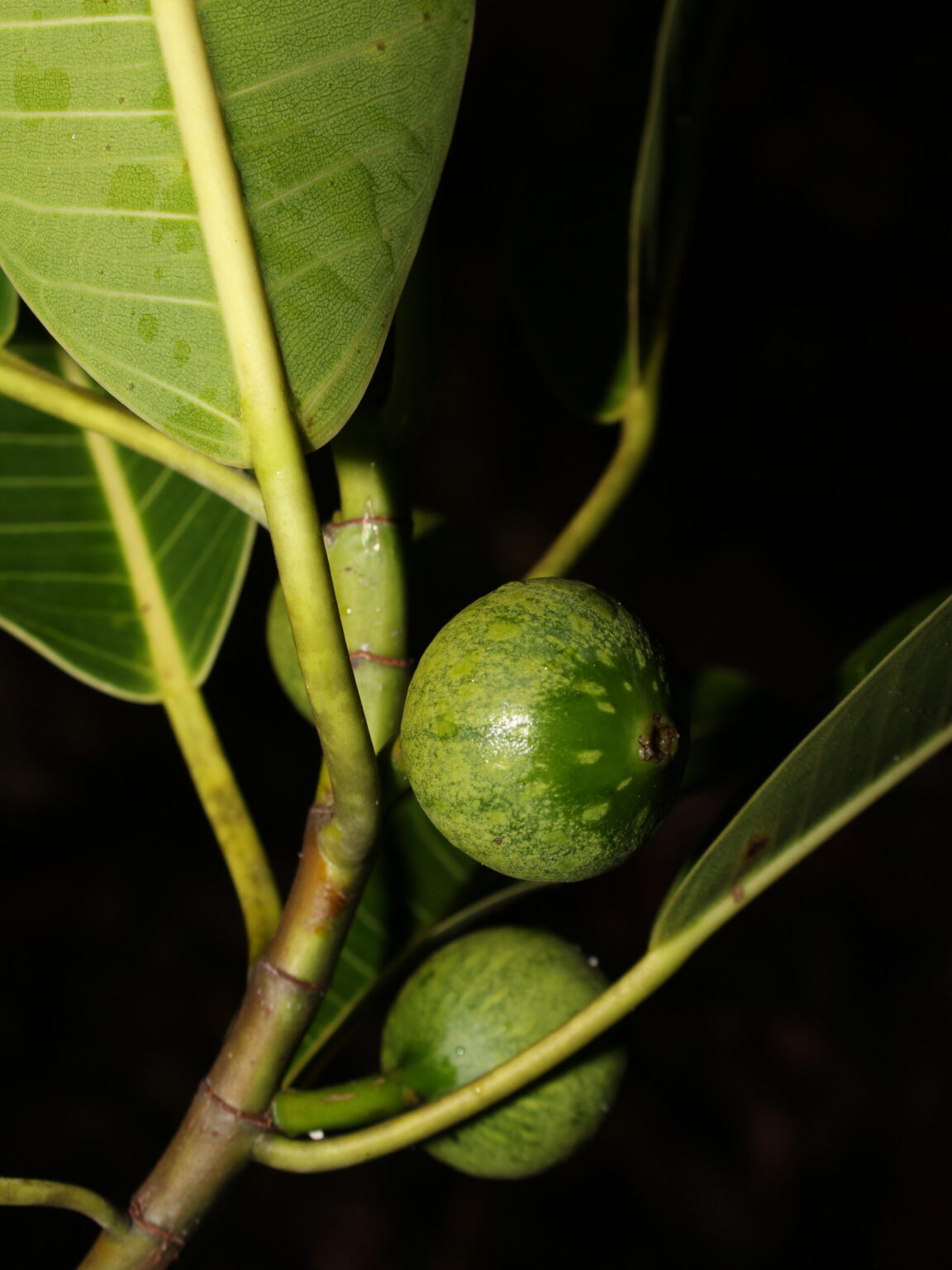 Ficus insipida - Arboretum