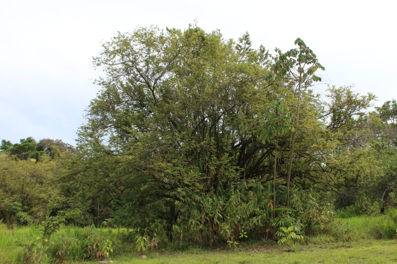 Guazuma ulmifolia - Arboretum