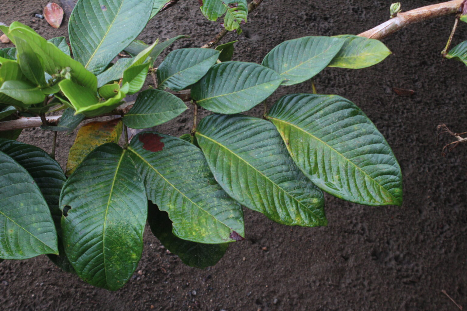 Inga spectabilis - Arboretum