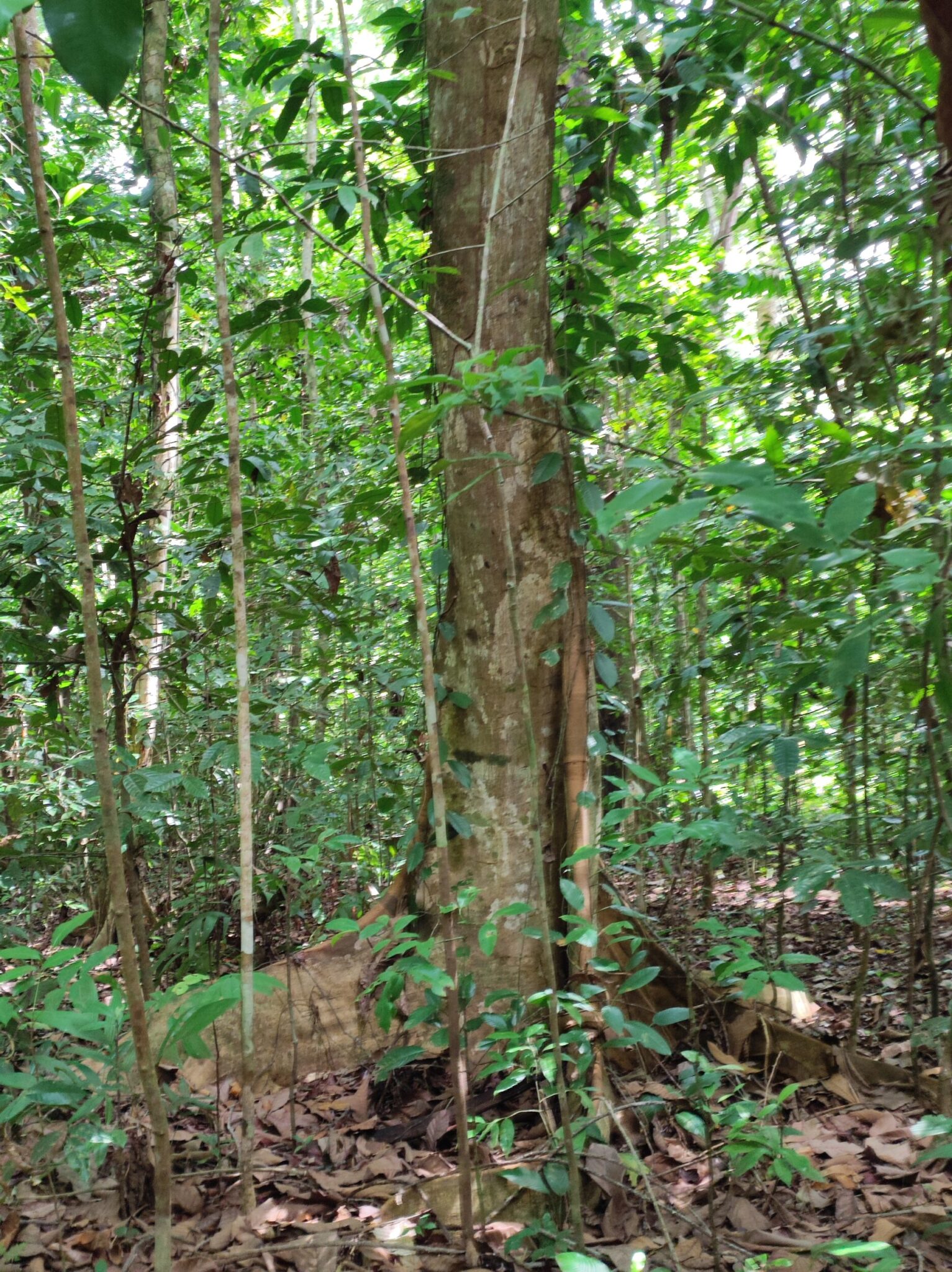 Castilla tunu - Arboretum