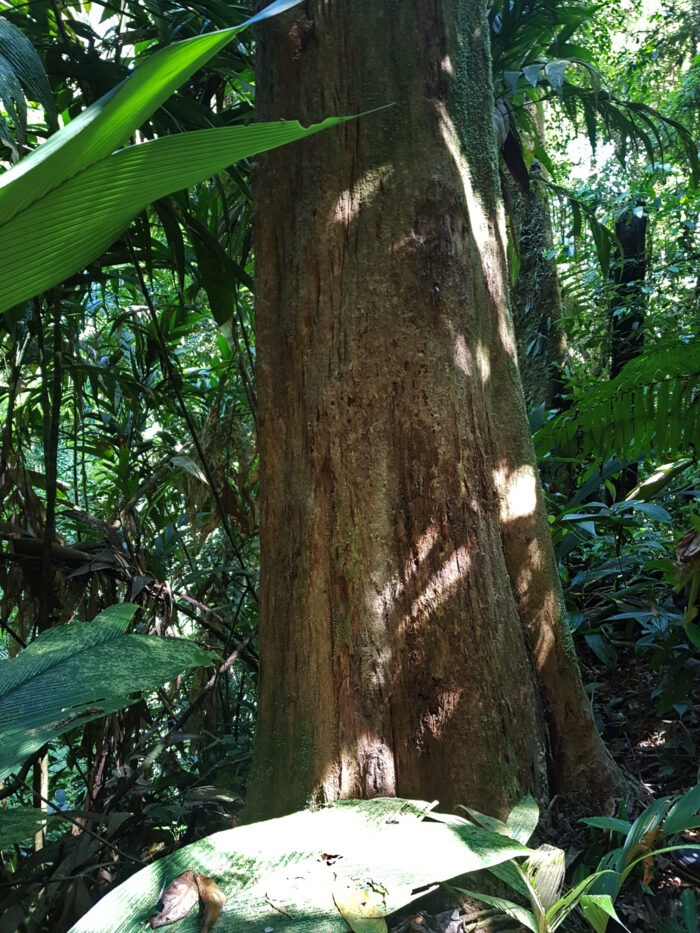Platymiscium curuense - Arboretum