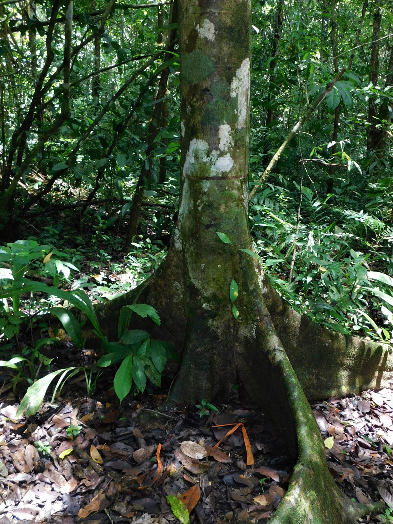 Ficus maxima - Arboretum