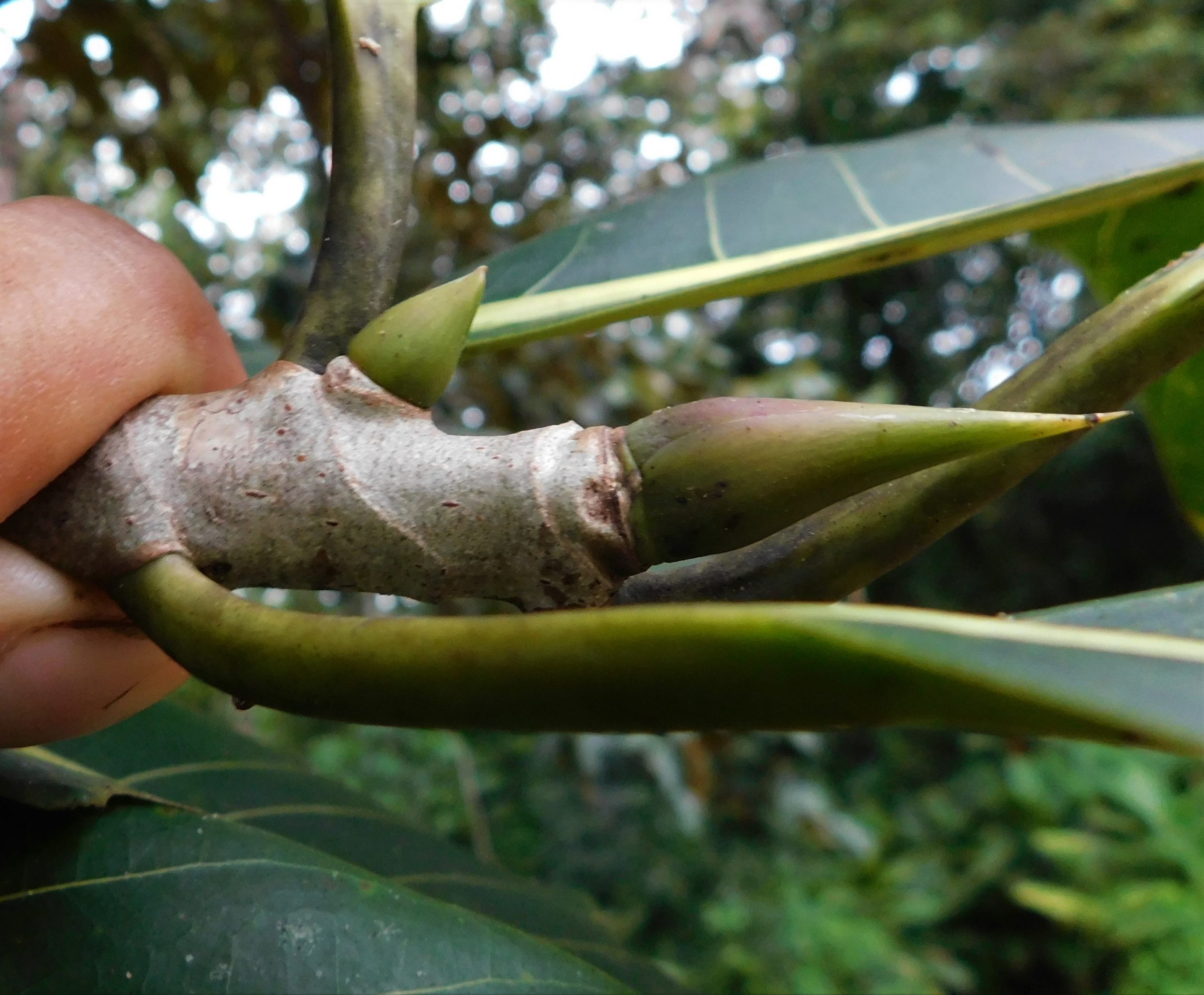 Ficus obtusifolia - Arboretum