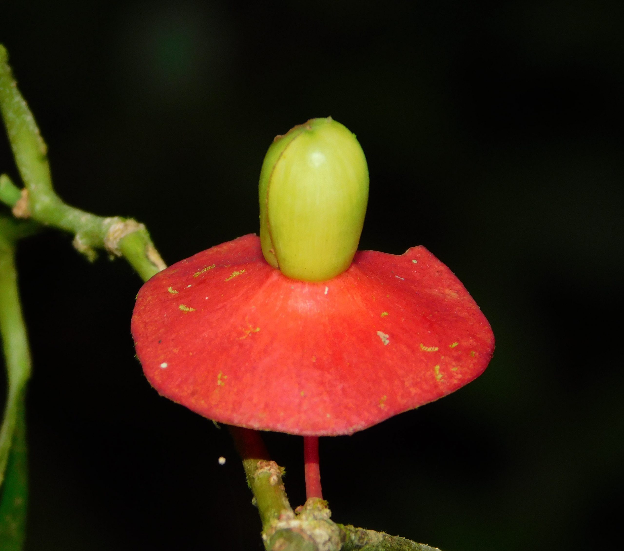 Heisteria acuminata - Arboretum