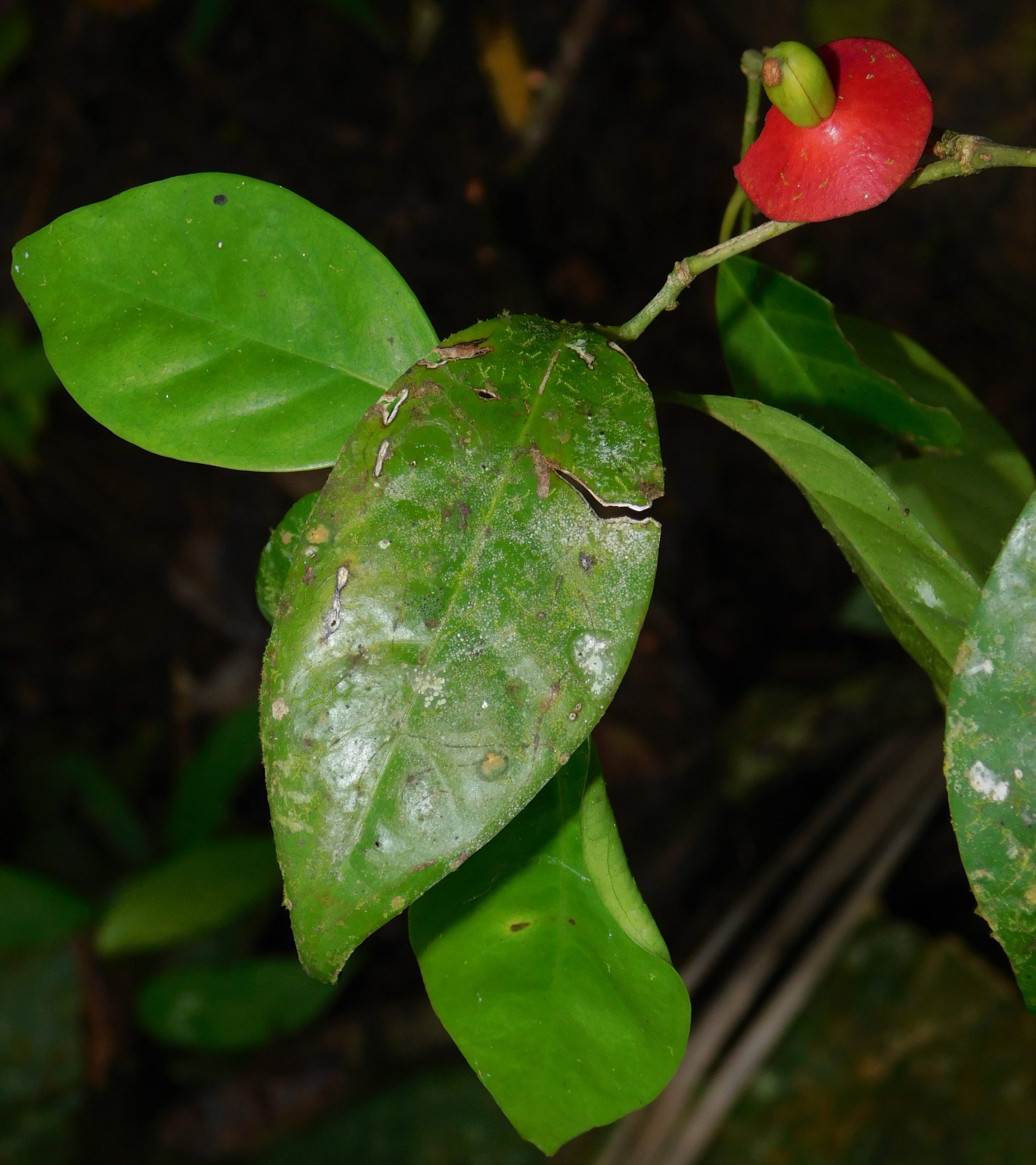 Heisteria acuminata - Arboretum