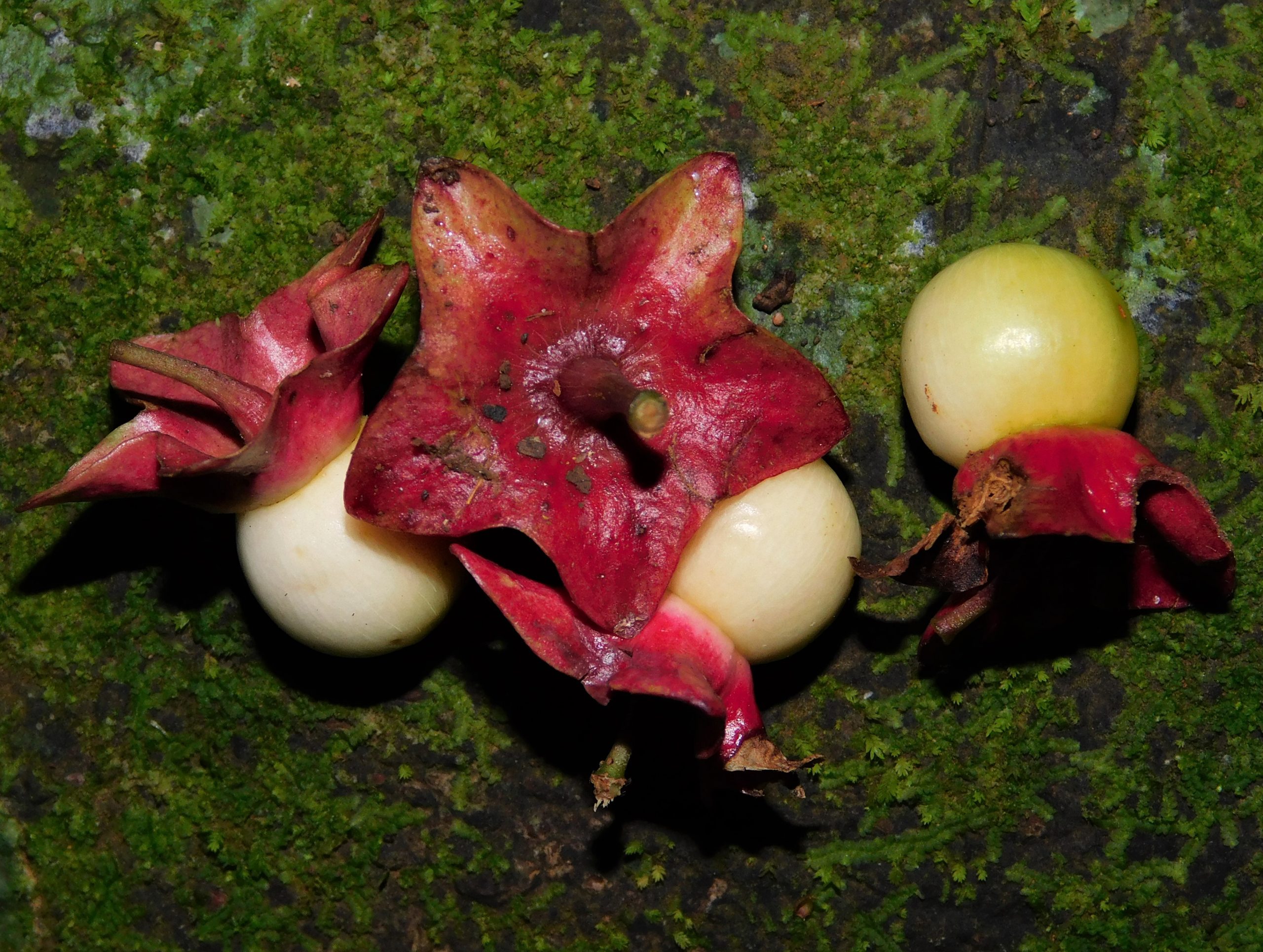 Heisteria concinna - Arboretum