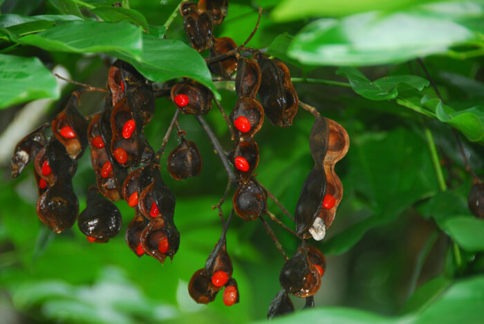 Ormosia macrocalyx - Arboretum