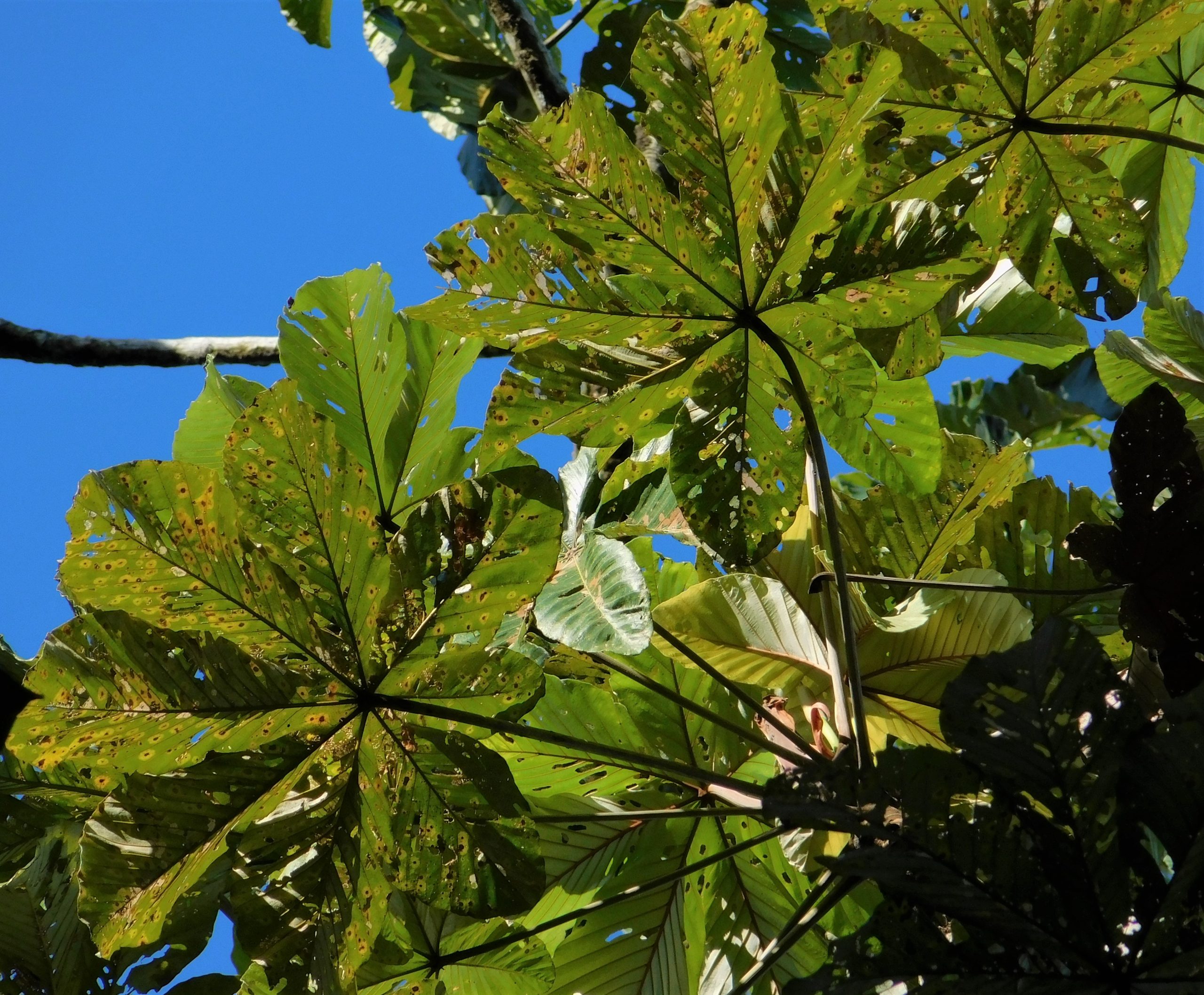 Cecropia insignis - Arboretum