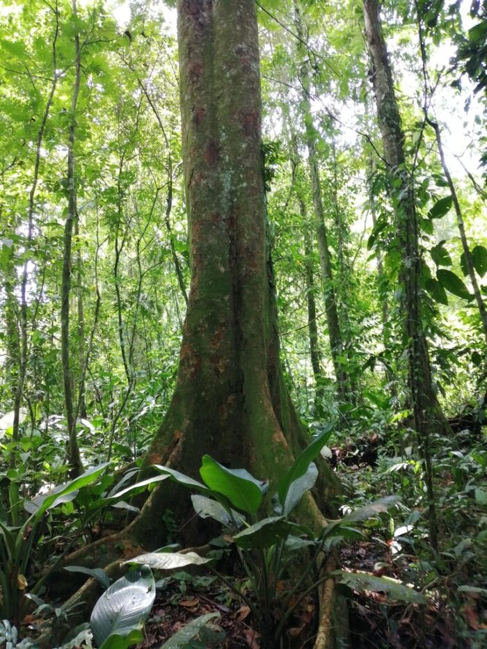 Carapa guianensis - Arboretum
