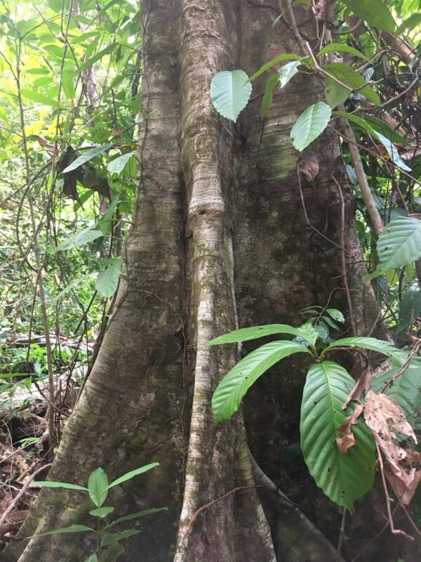 Dialium guianense - Arboretum