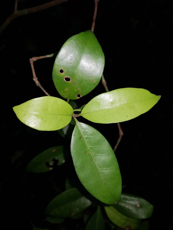 Guapira costaricana - Arboretum
