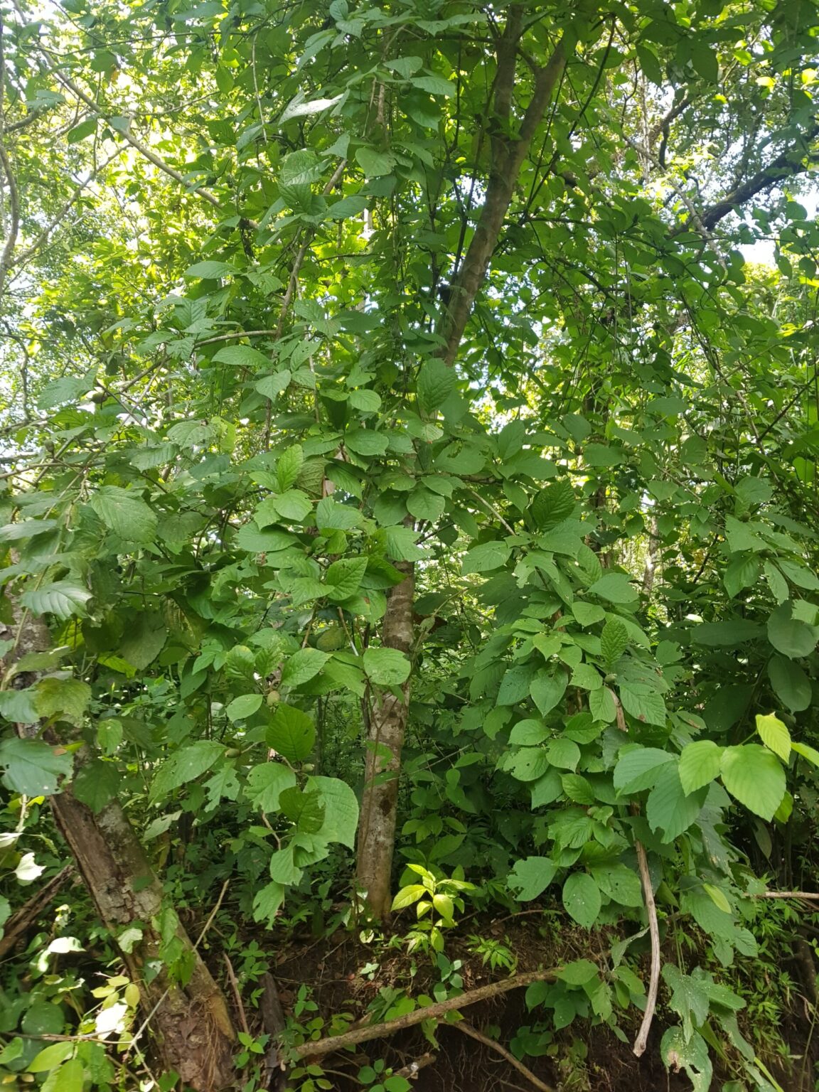 Randia armata - Arboretum