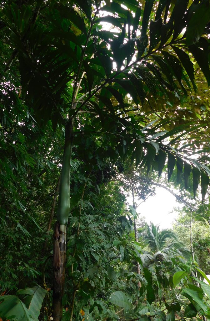 Socratea exorrhiza - Arboretum