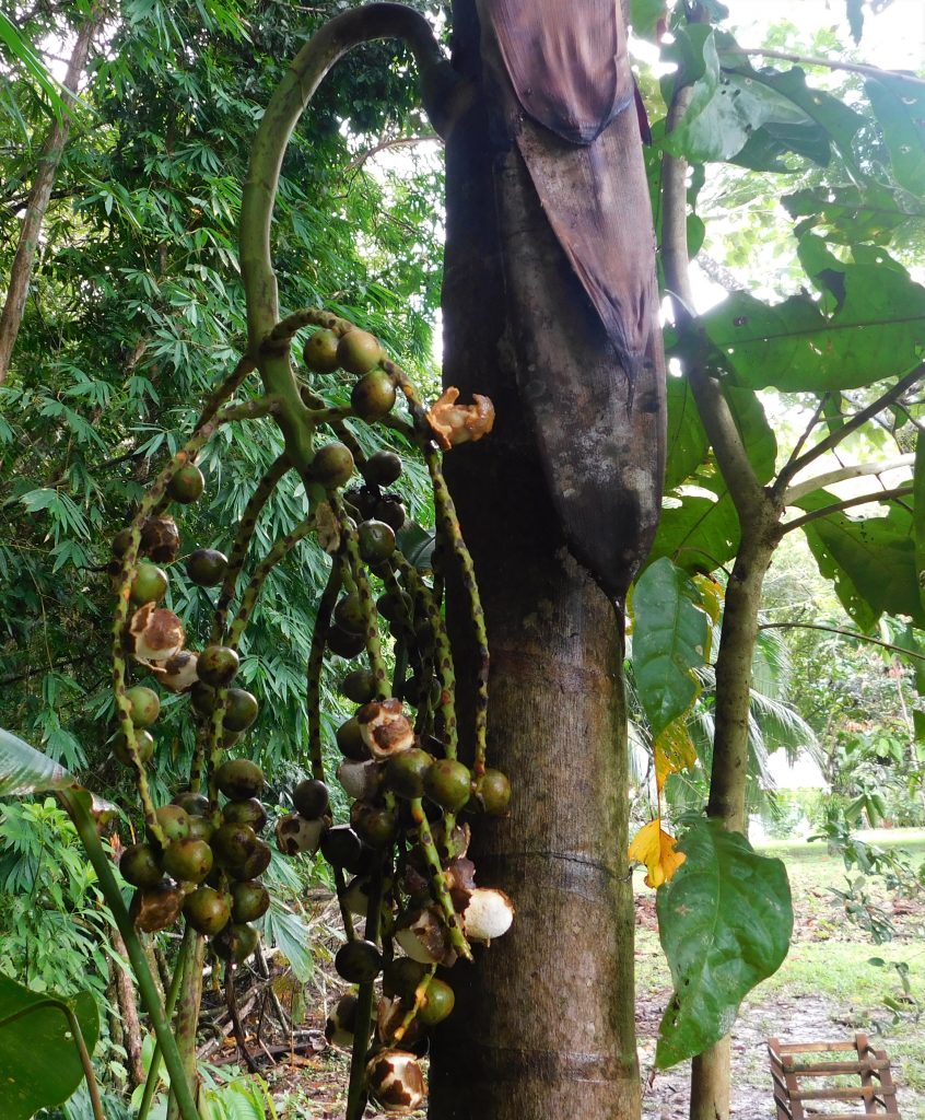 Socratea exorrhiza - Arboretum