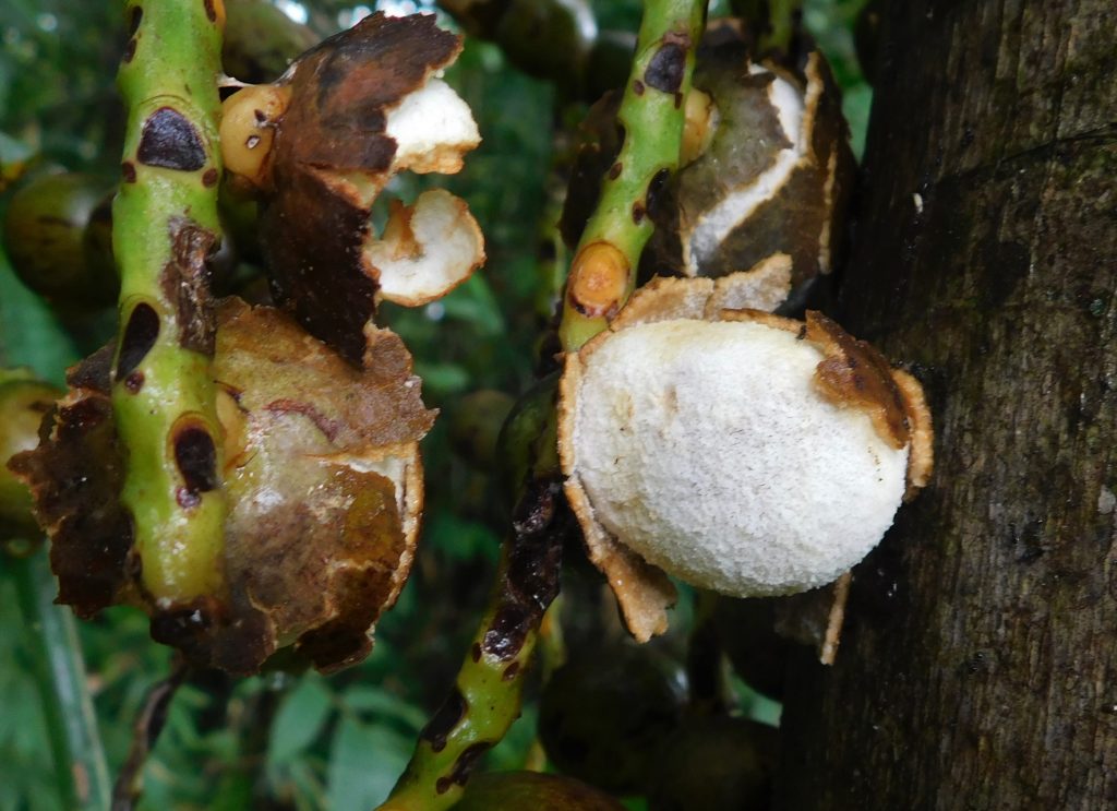 Socratea exorrhiza - Arboretum