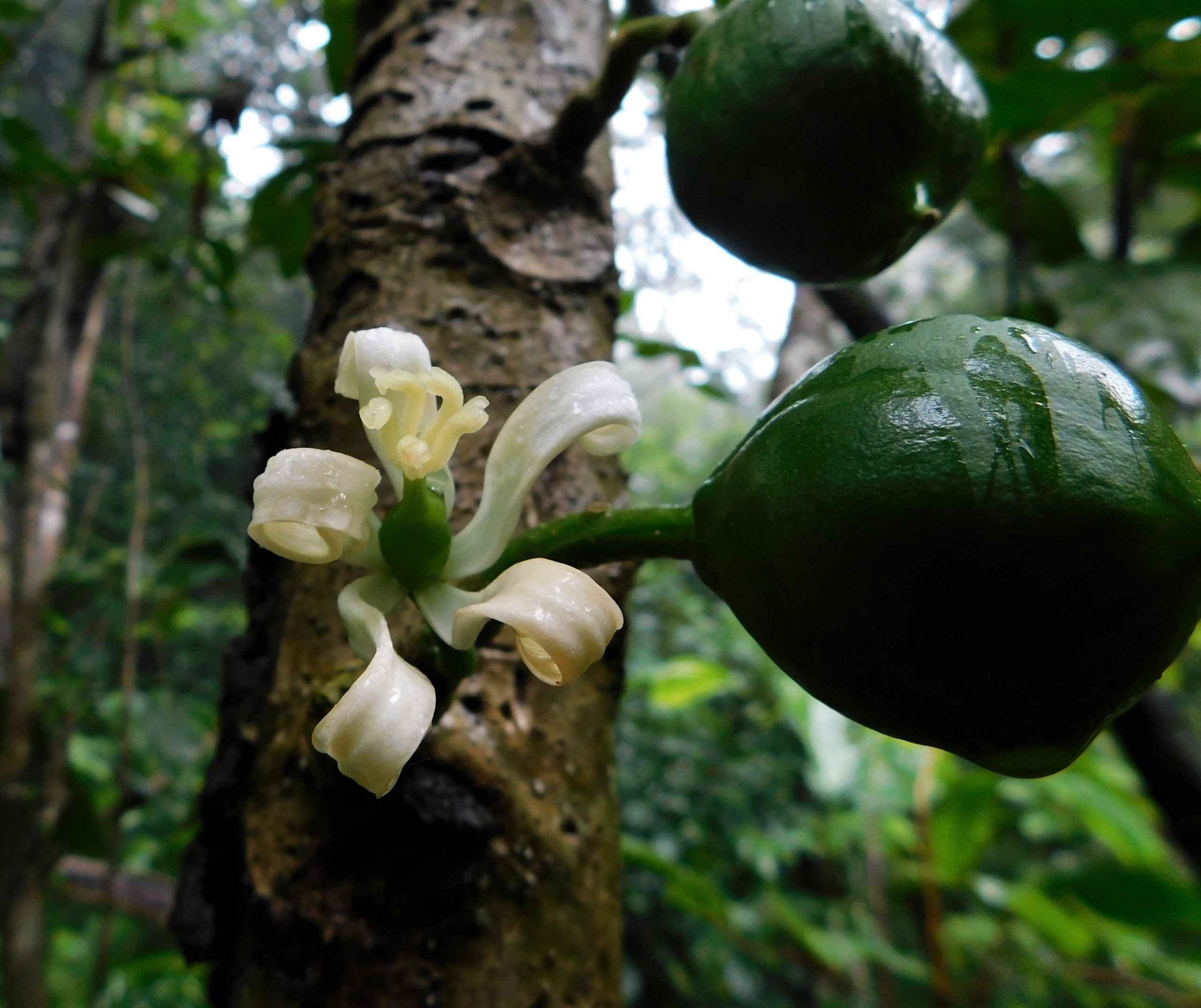 Vasconcellea cauliflora - Arboretum