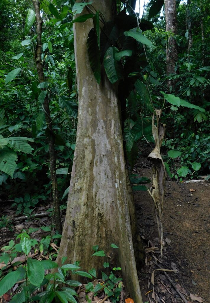 Terminalia oblonga - Arboretum