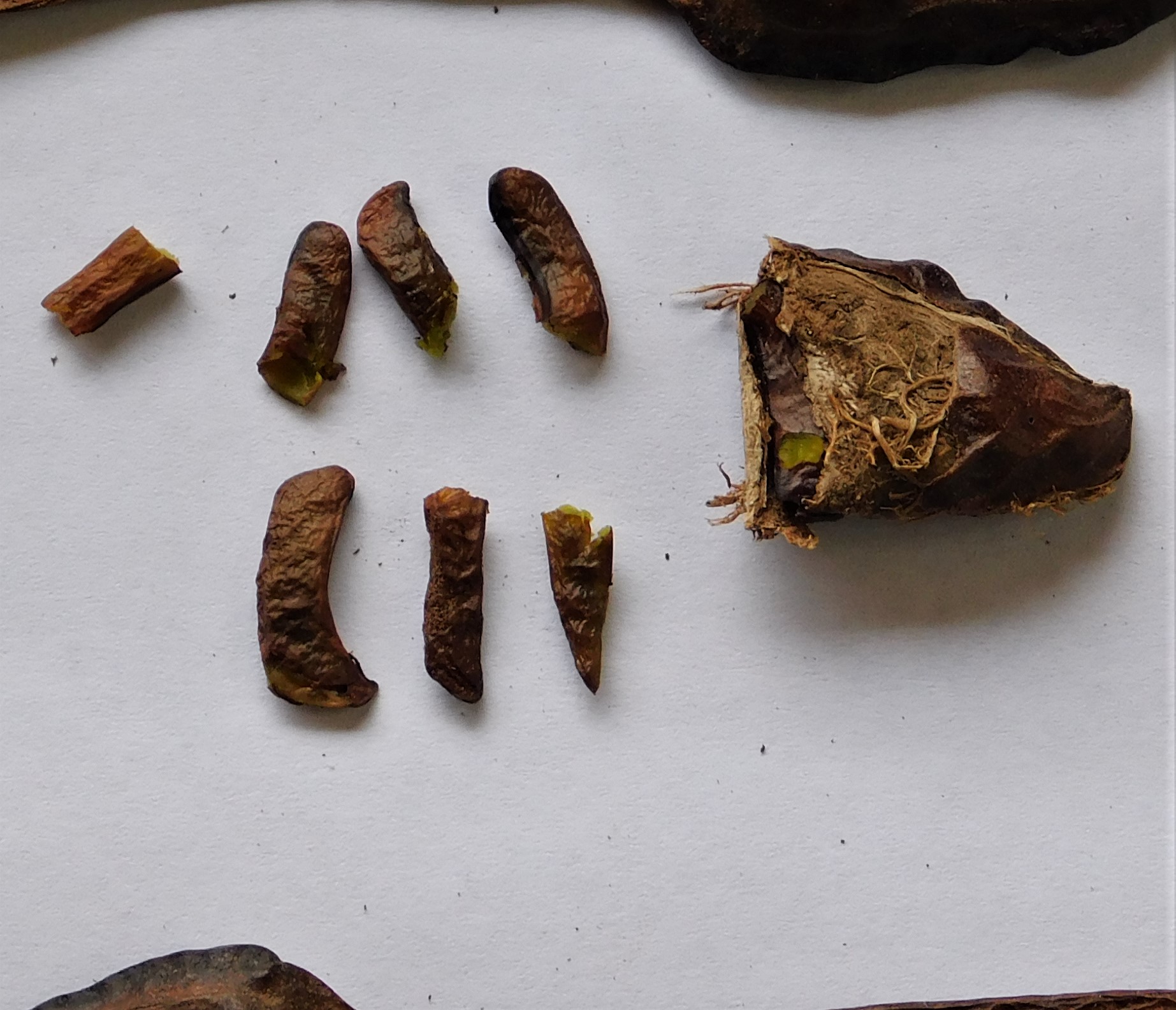 Paramachaerium gruberi - Arboretum