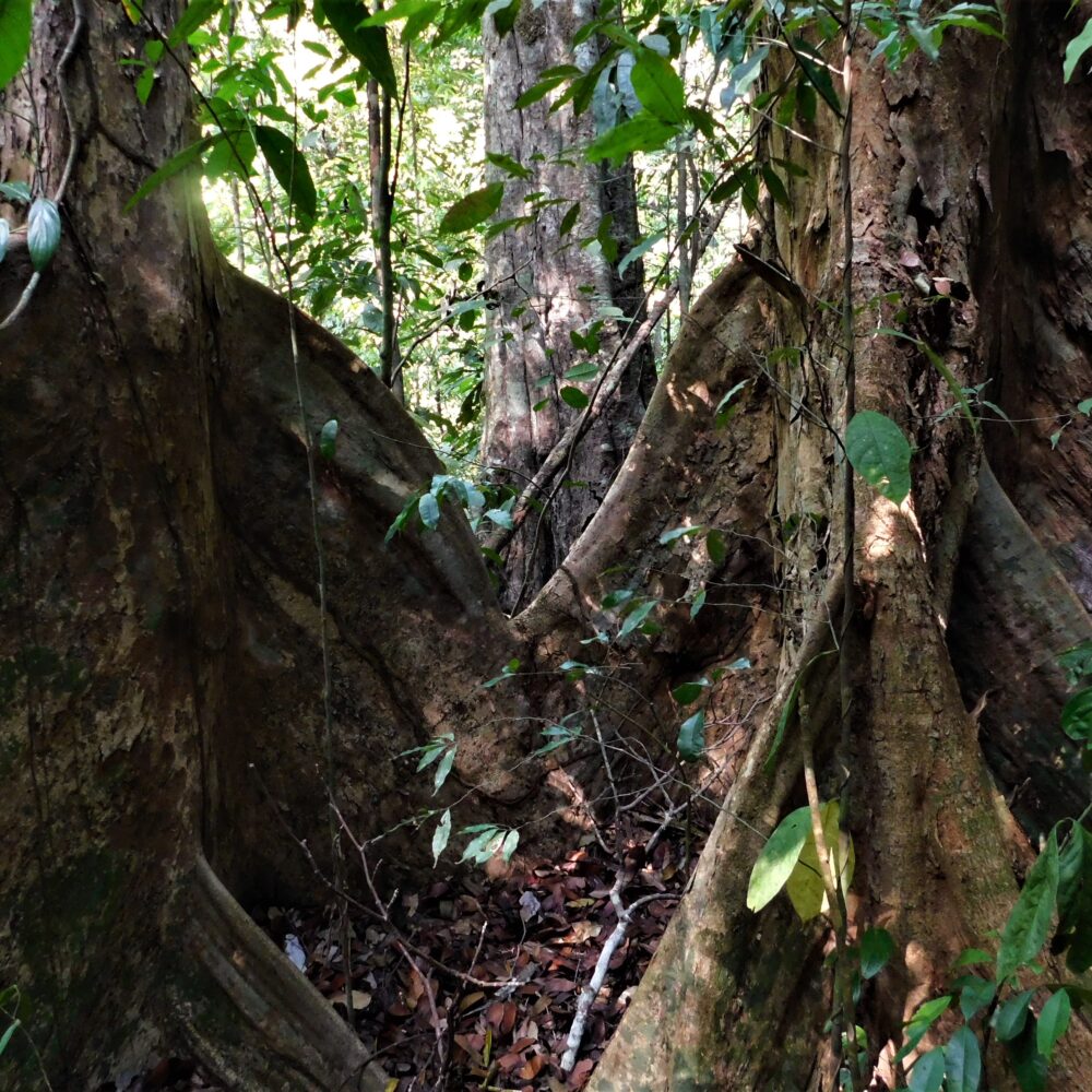 Plant Finder - Arboretum
