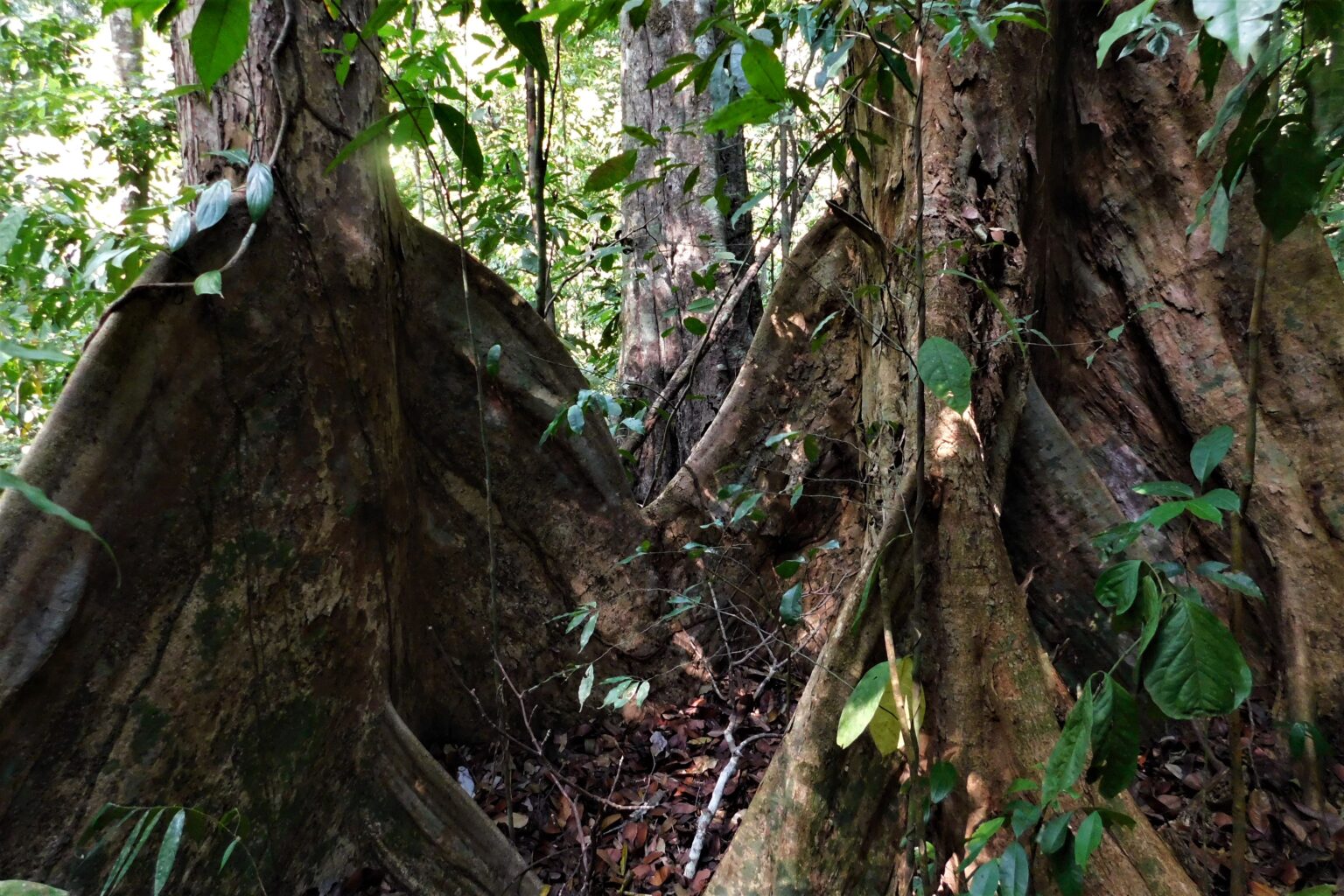 Paramachaerium gruberi - Arboretum