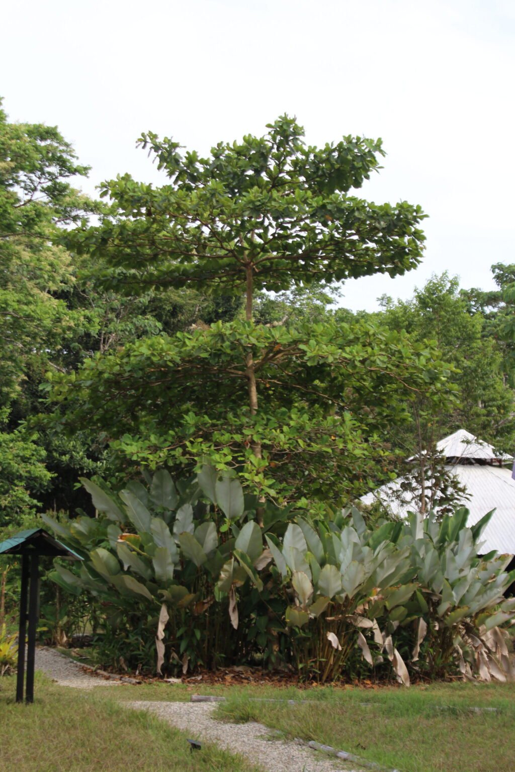 Terminalia catappa - Arboretum