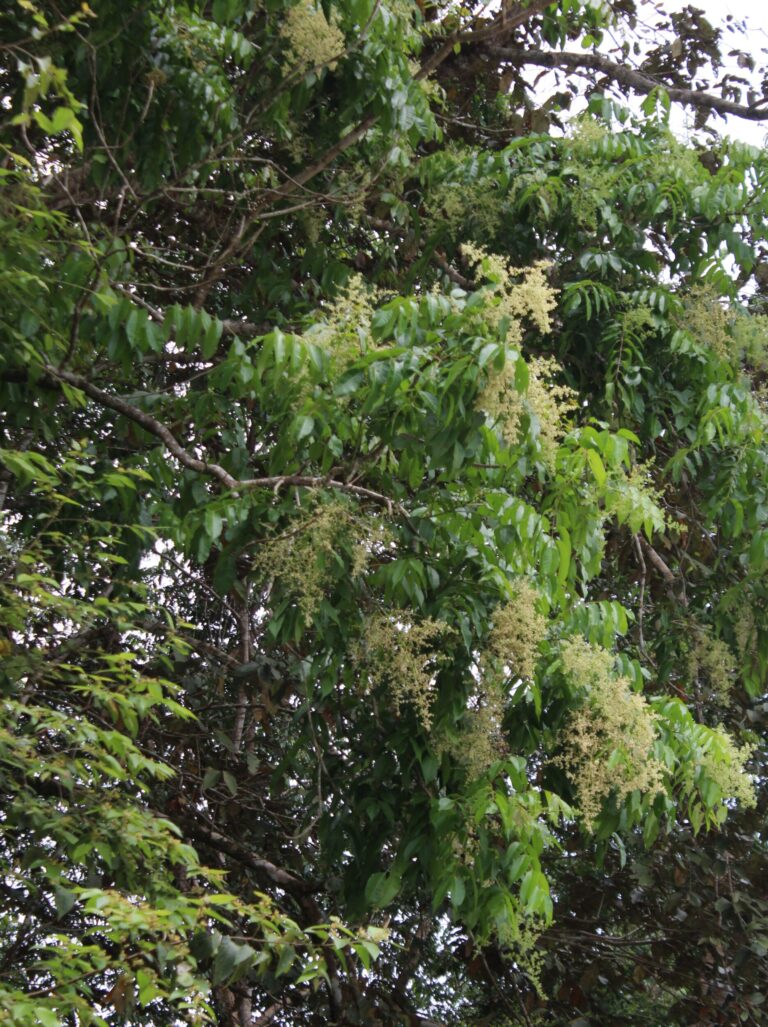 Spondias mombin - Arboretum