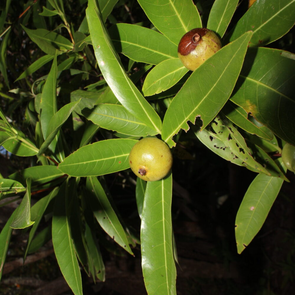 Plant Finder - Arboretum