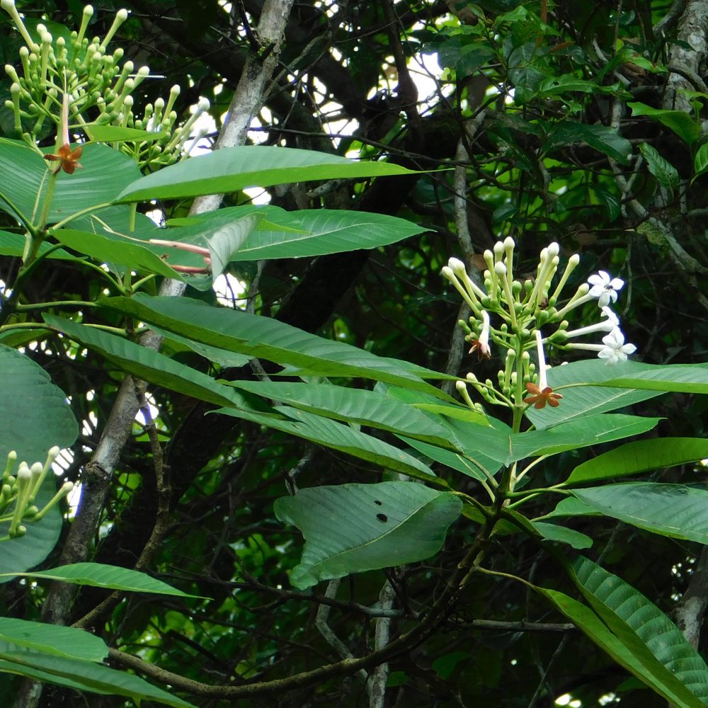 Plant Finder - Arboretum