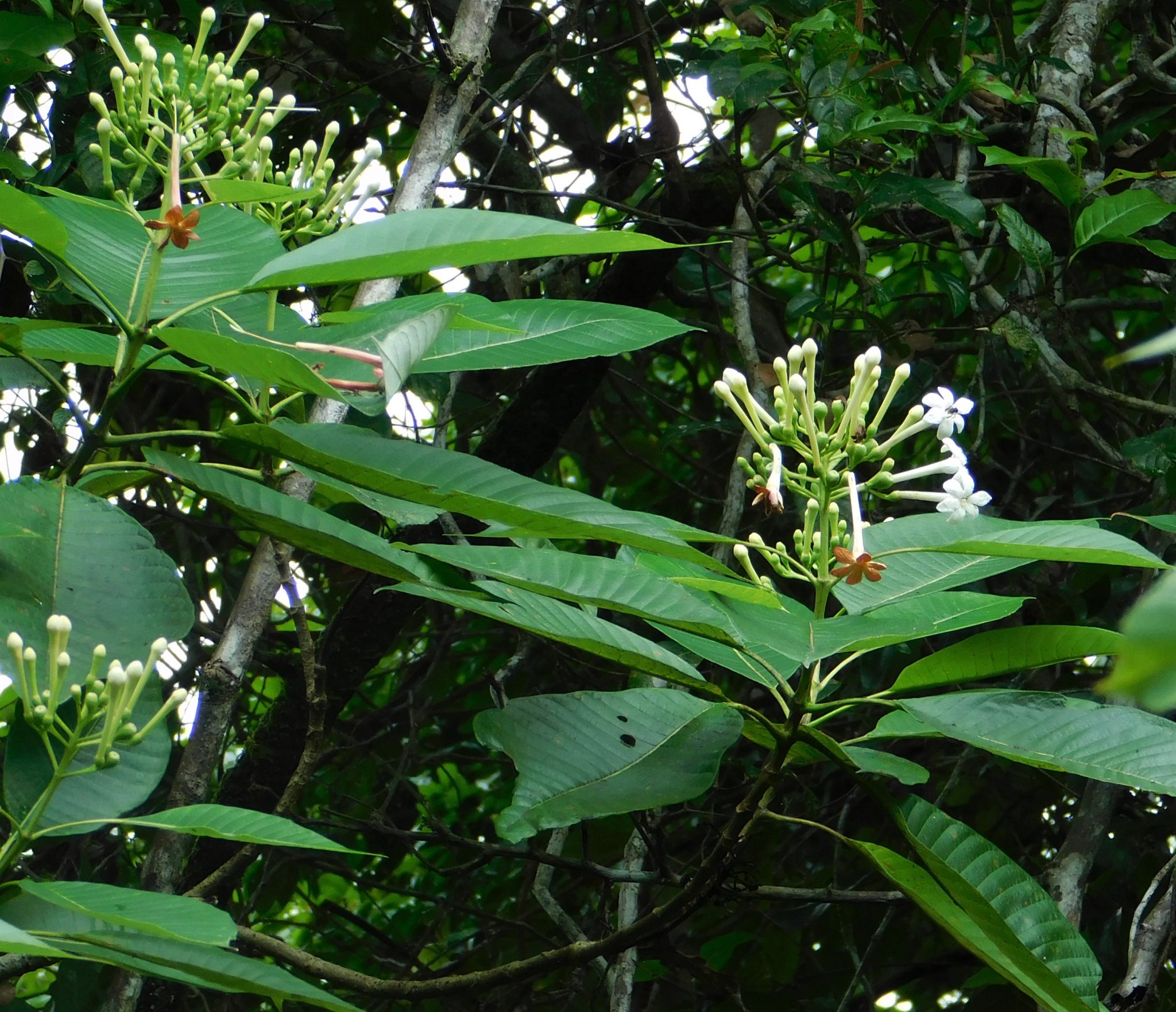 Isertia laevis - Arboretum