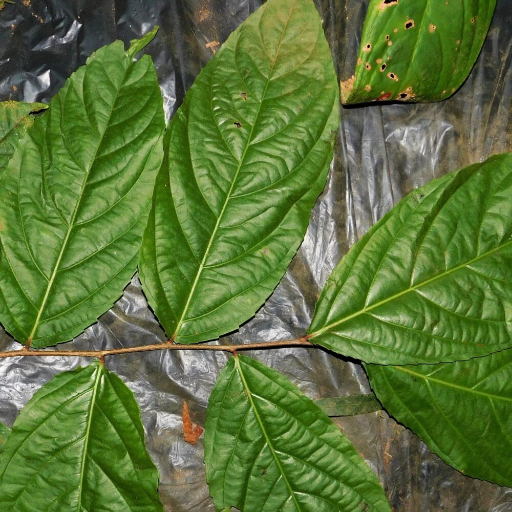Plant Finder - Arboretum