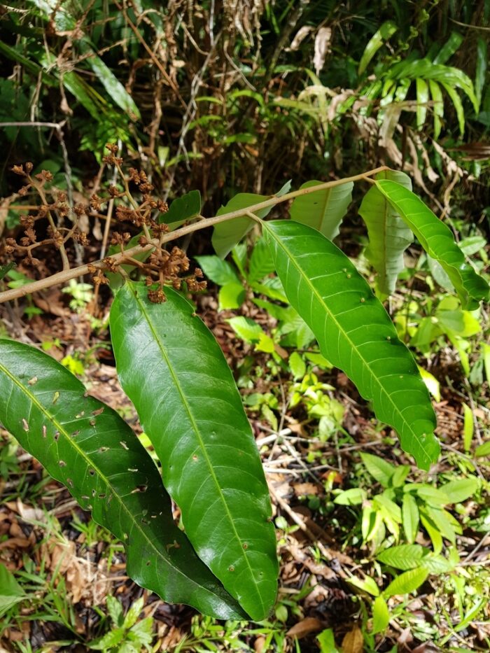 Plants Archive - Page 2 of 4 - Arboretum