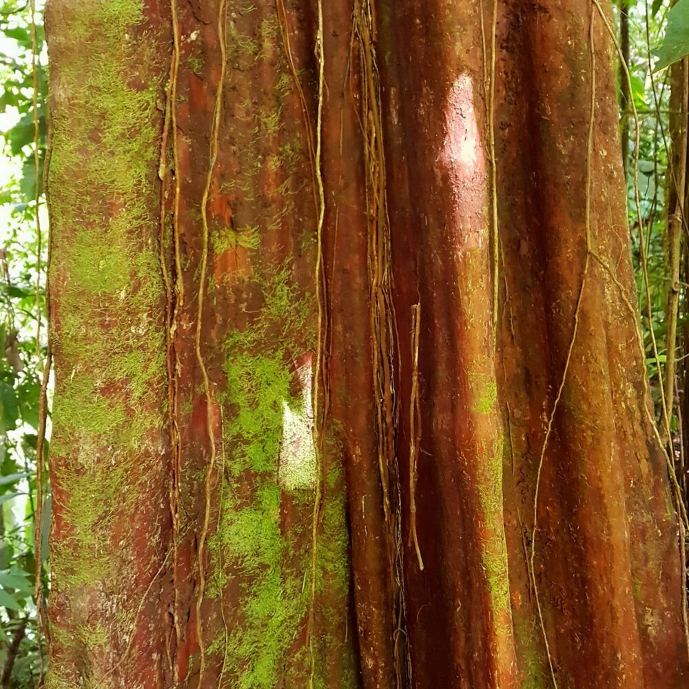 Plant Finder - Arboretum