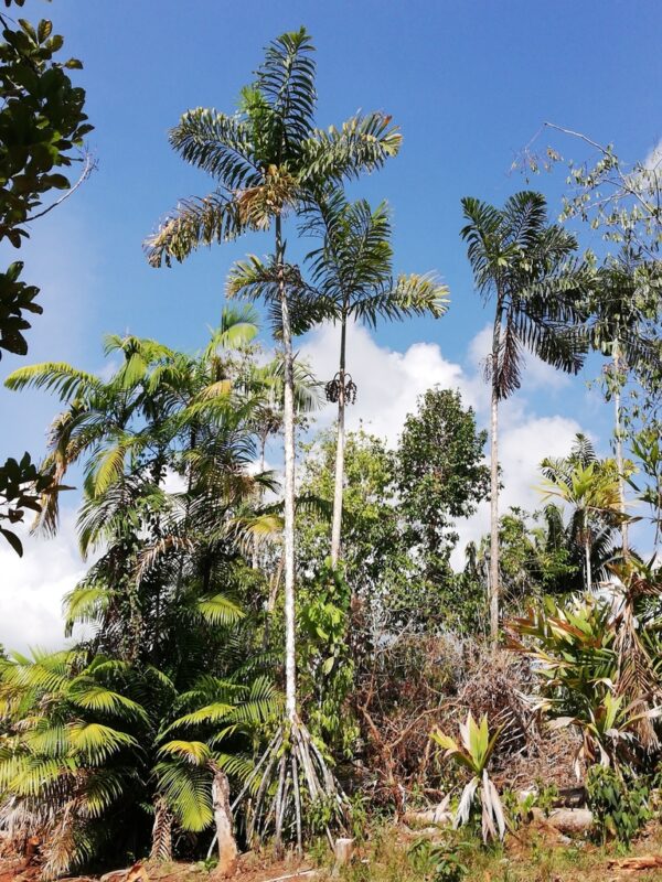 Socratea exorrhiza - Arboretum
