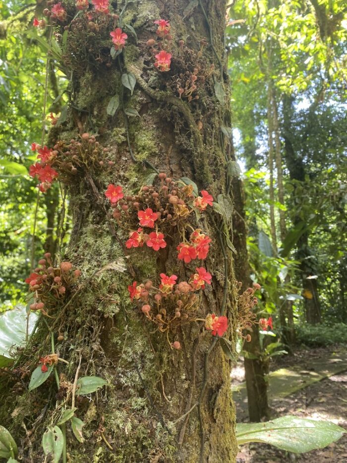 Theobroma simiarum - Arboretum