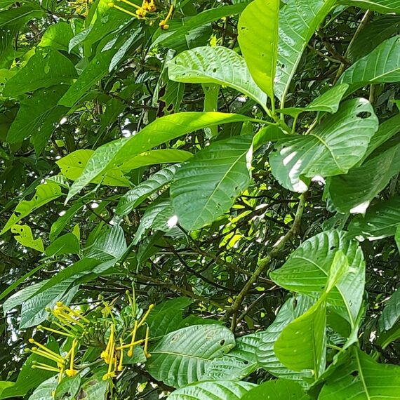 Plant Finder - Arboretum