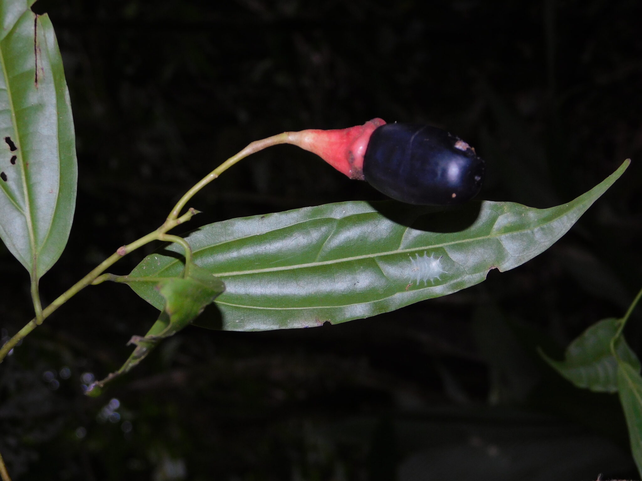 Aiouea obscura - Arboretum