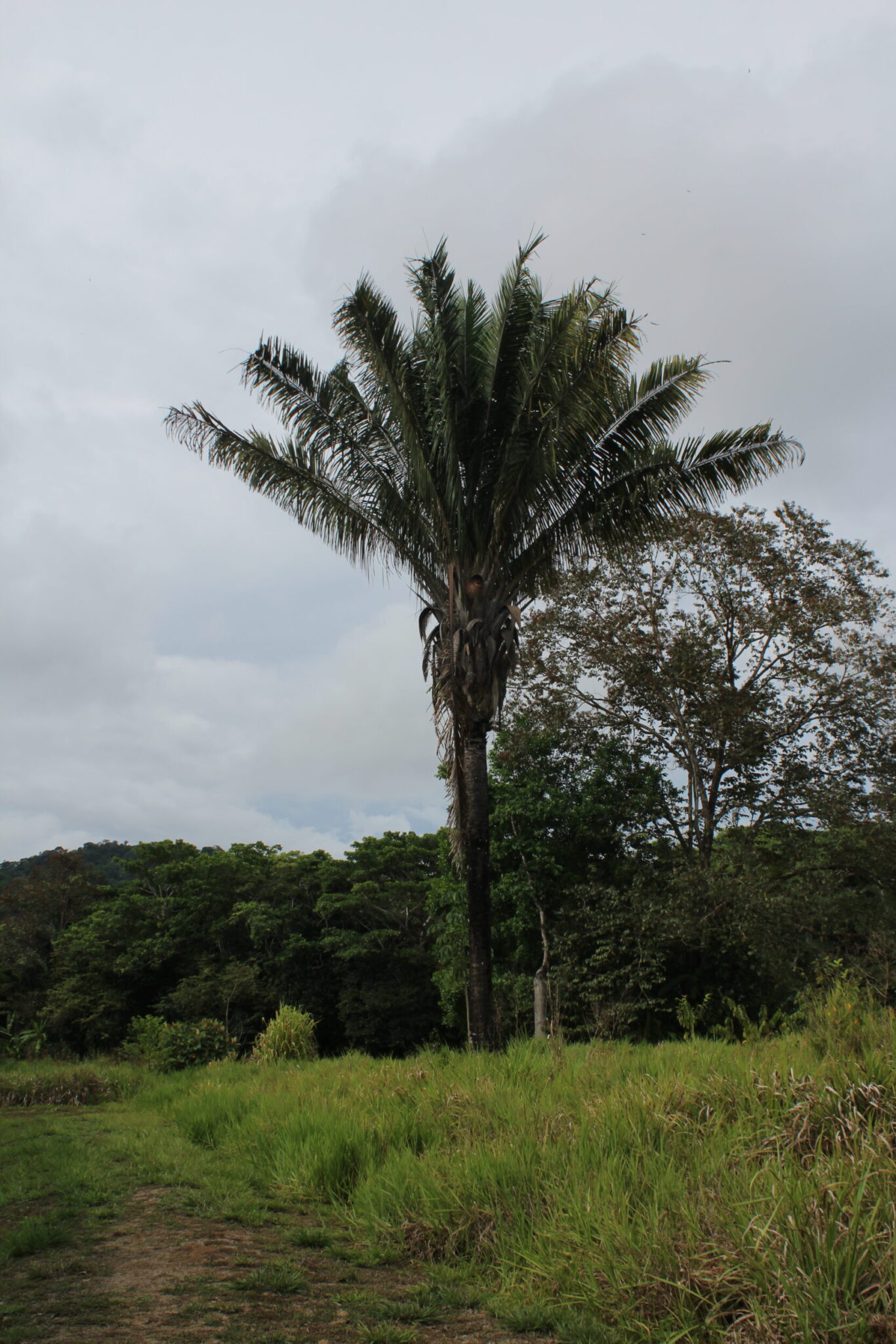 Attalea rostrata - Arboretum