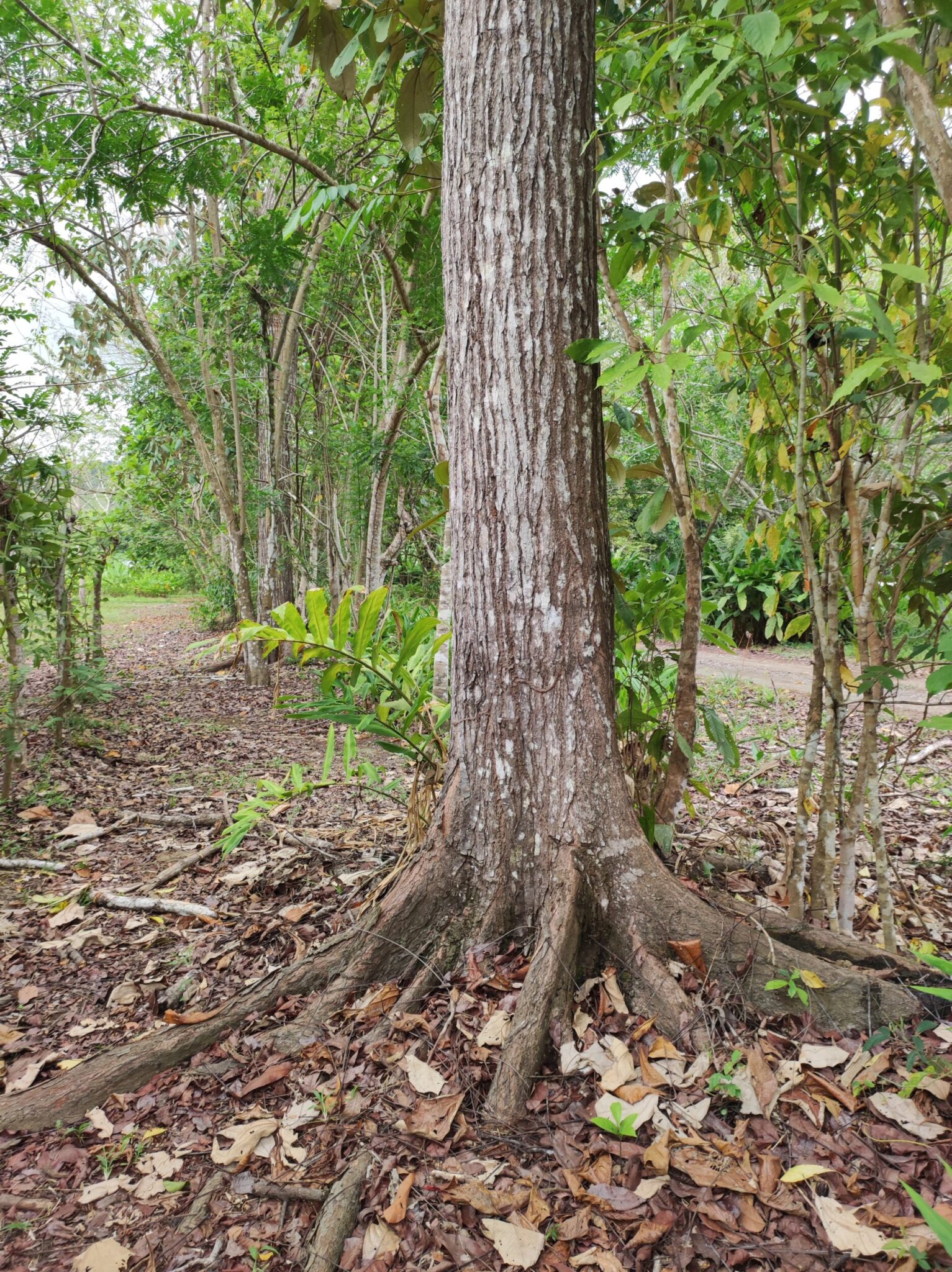 Cedrela odorata - Arboretum