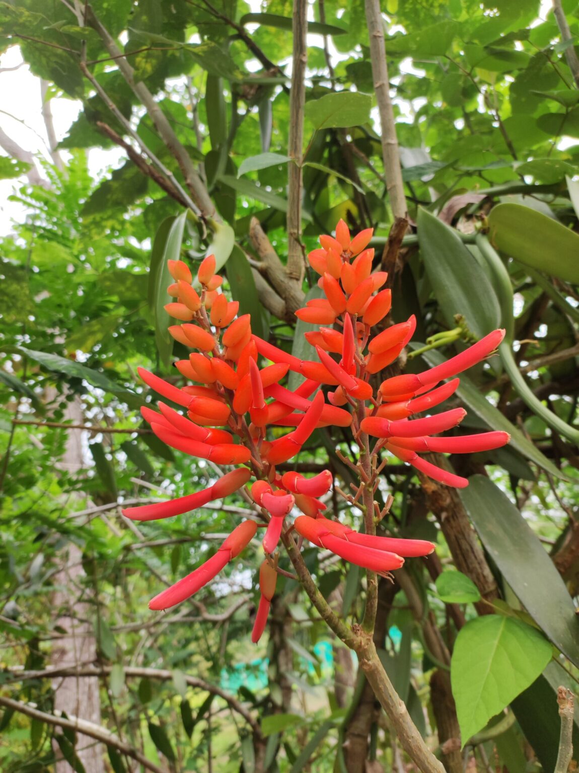 Erythrina costaricensis - Arboretum