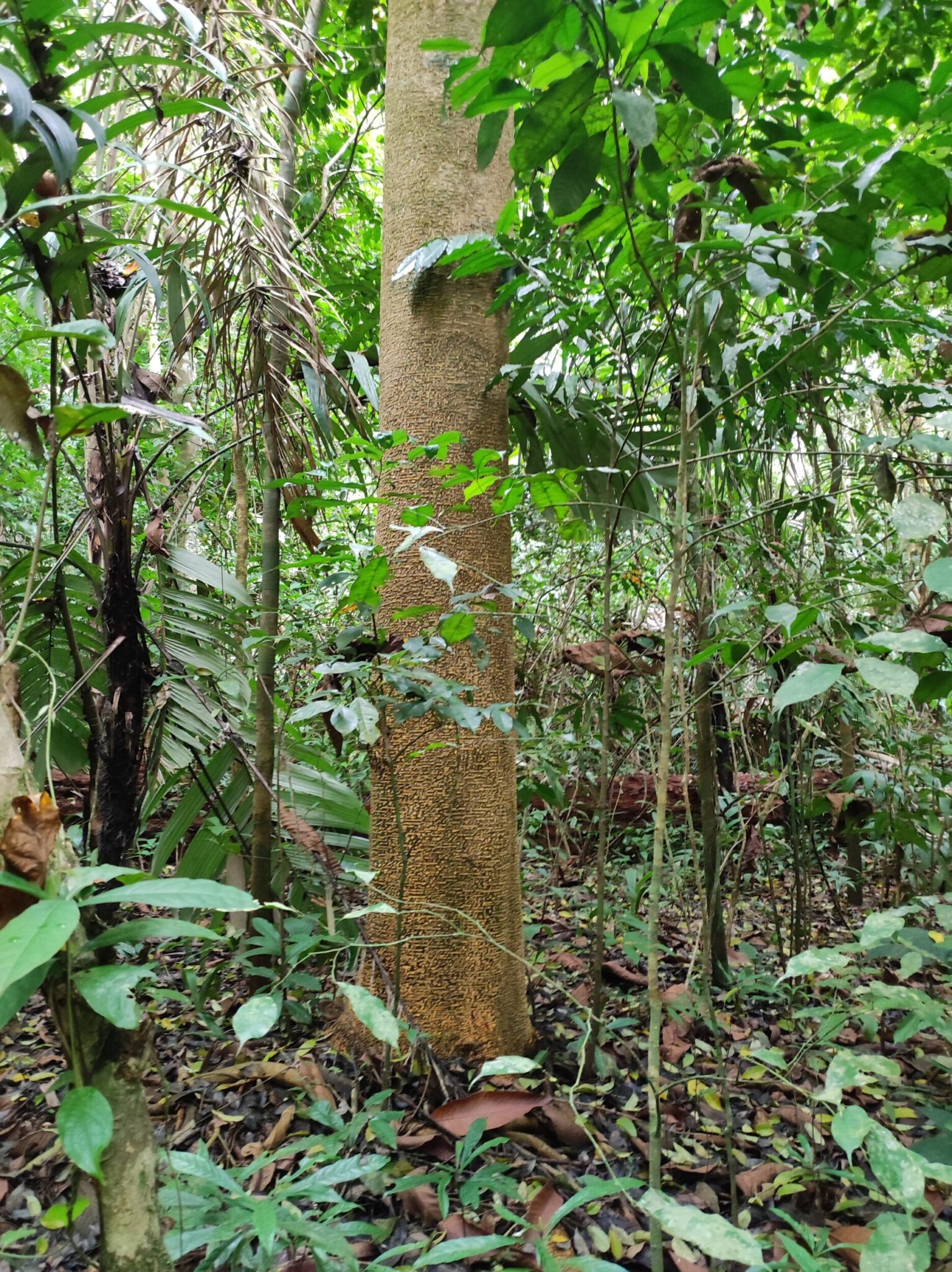 Maclura tinctoria - Arboretum